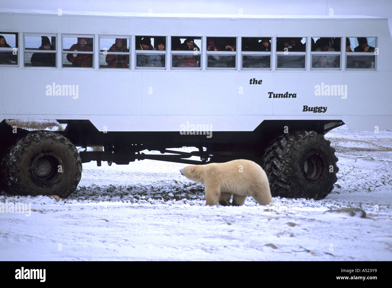 Curious Polar Bear close encounter as bear walks next to Tundra Buggy ...