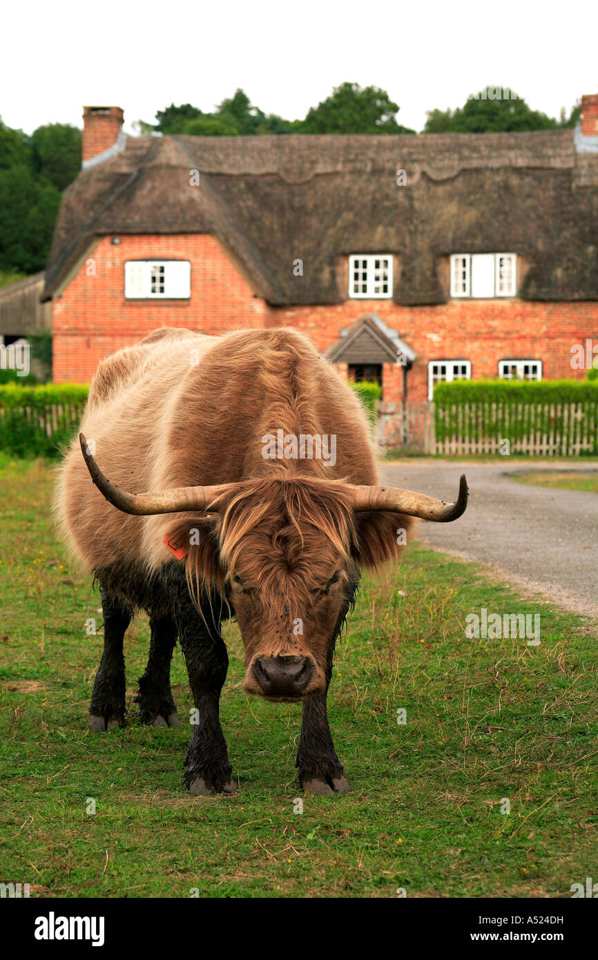 Cattle in North Gorley The New Forest National Park Hampshire England ...