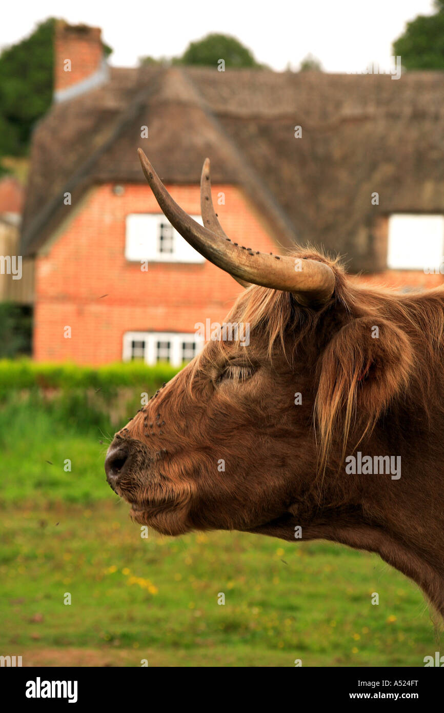 Cattle in North Gorley The New Forest National Park Hampshire England ...
