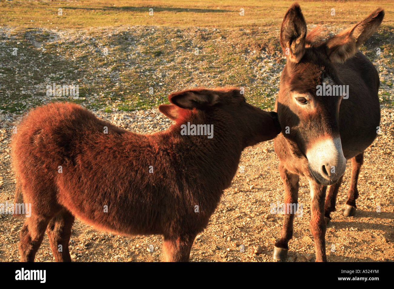 Donkeys Hampshire England Stock Photo - Alamy