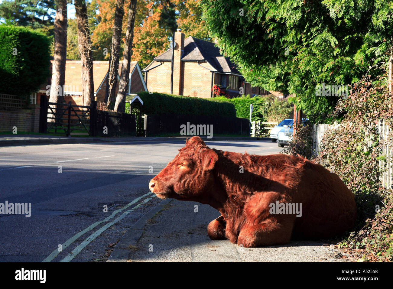 Brockenhurst hampshire street hi-res stock photography and images - Alamy