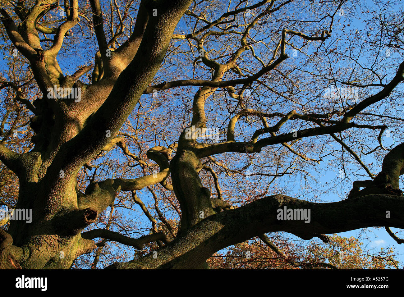 Beech tree in winter Stock Photo - Alamy
