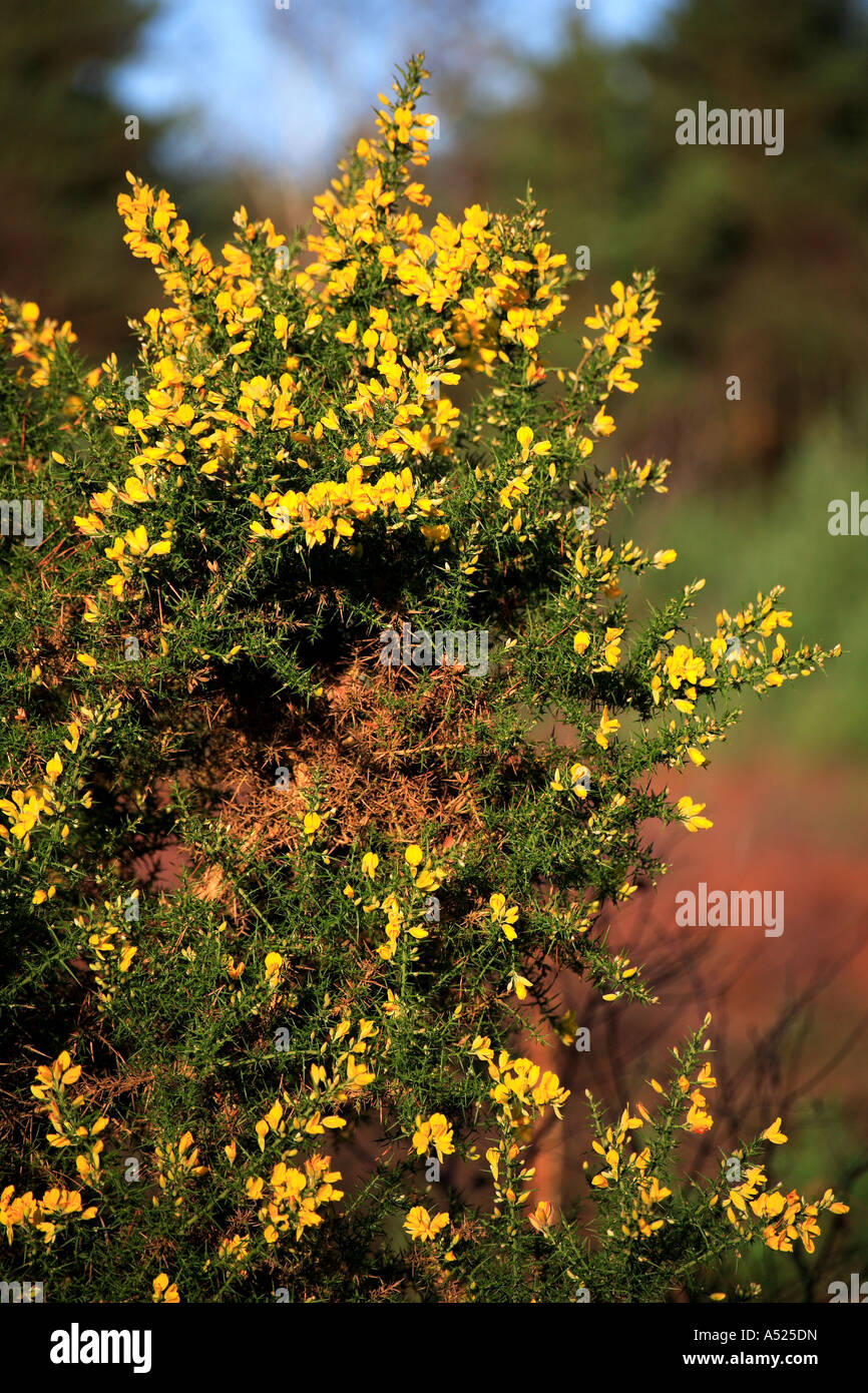 Furze plant hi-res stock photography and images - Alamy