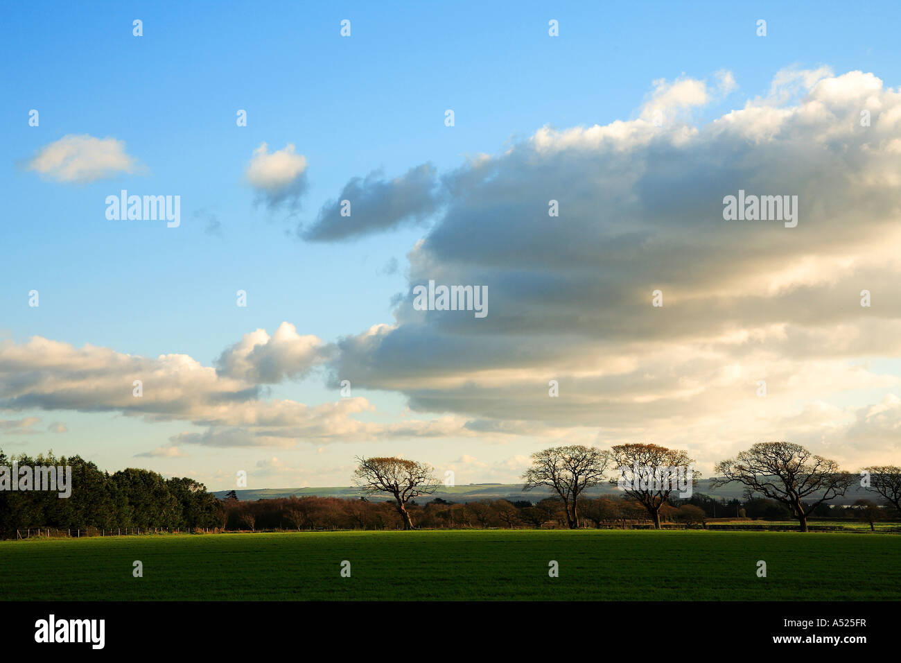 Fields near Lymington The New Forest National Park Hampshire England ...