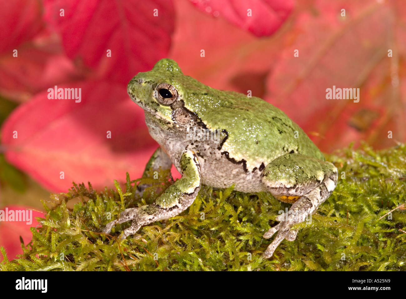 Frog autumn leaves hi-res stock photography and images - Alamy