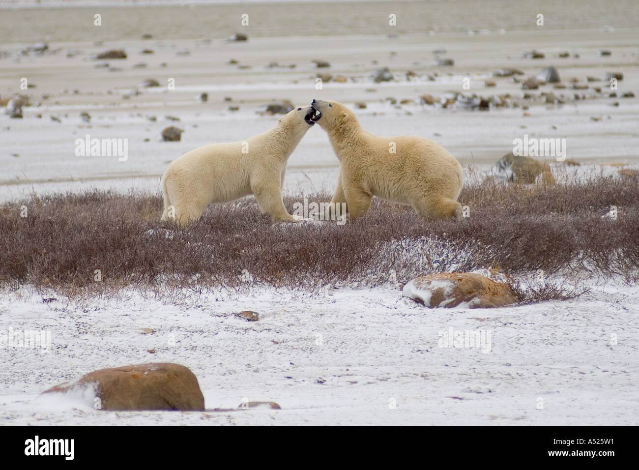 Polar Bear Close Encounter As Bears Play Fight Next To Tundra Buggies