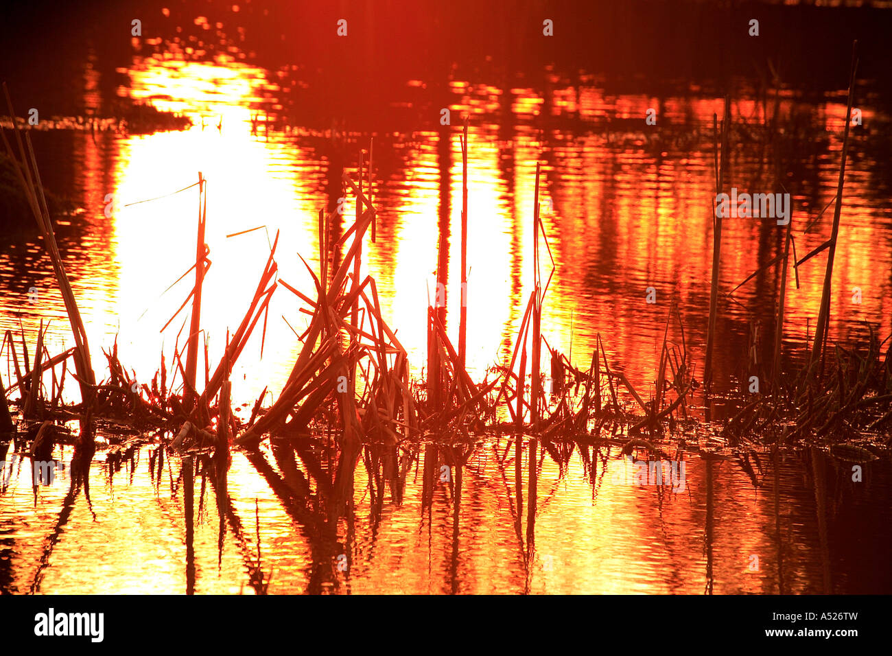 Sunset reflection in the Pond England Stock Photo - Alamy