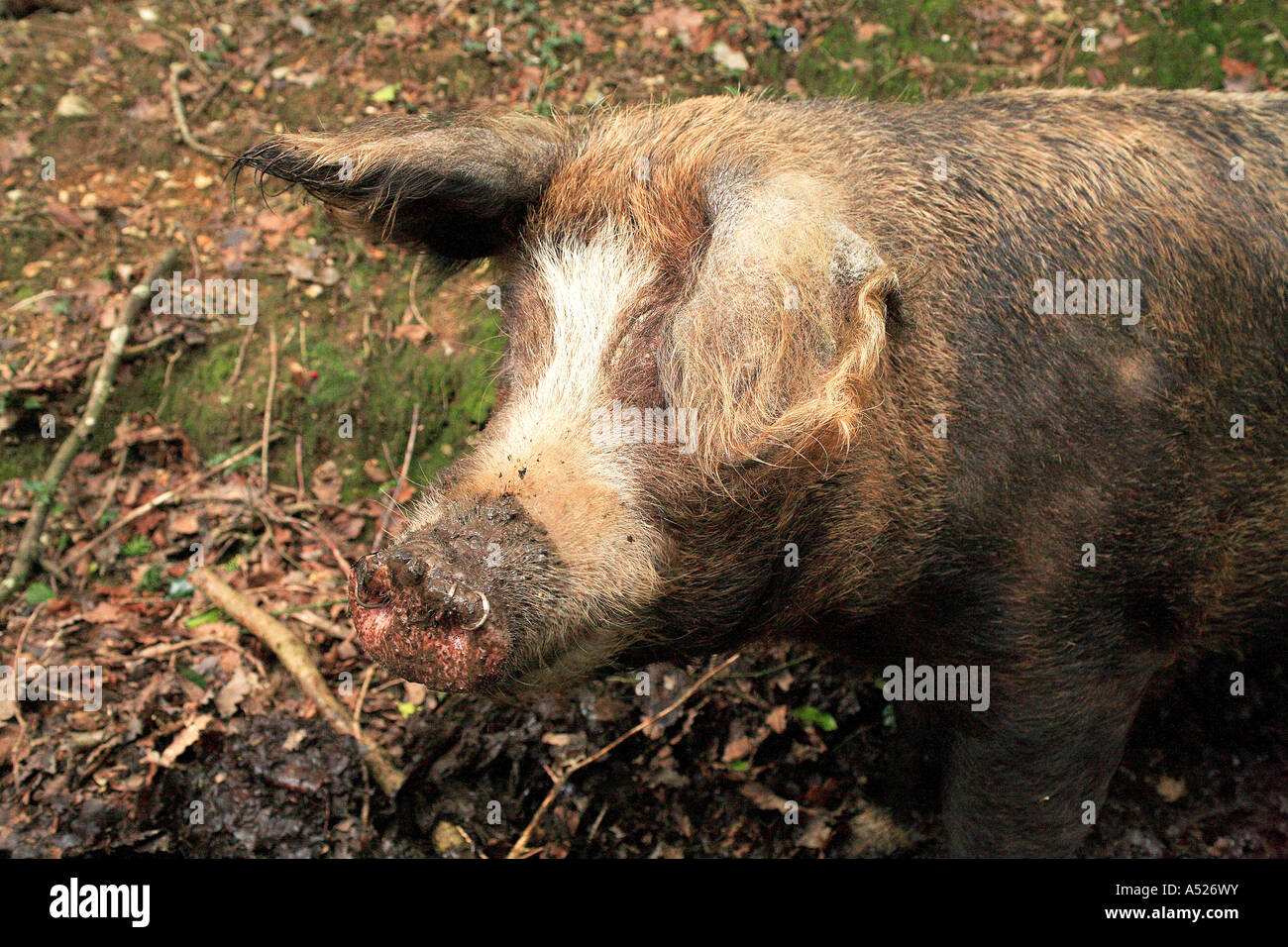 Pig Hampshire England Stock Photo - Alamy