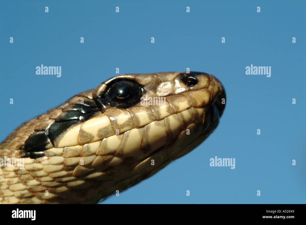 Elaphe Quatuorlineata High Resolution Stock Photography and Images - Alamy