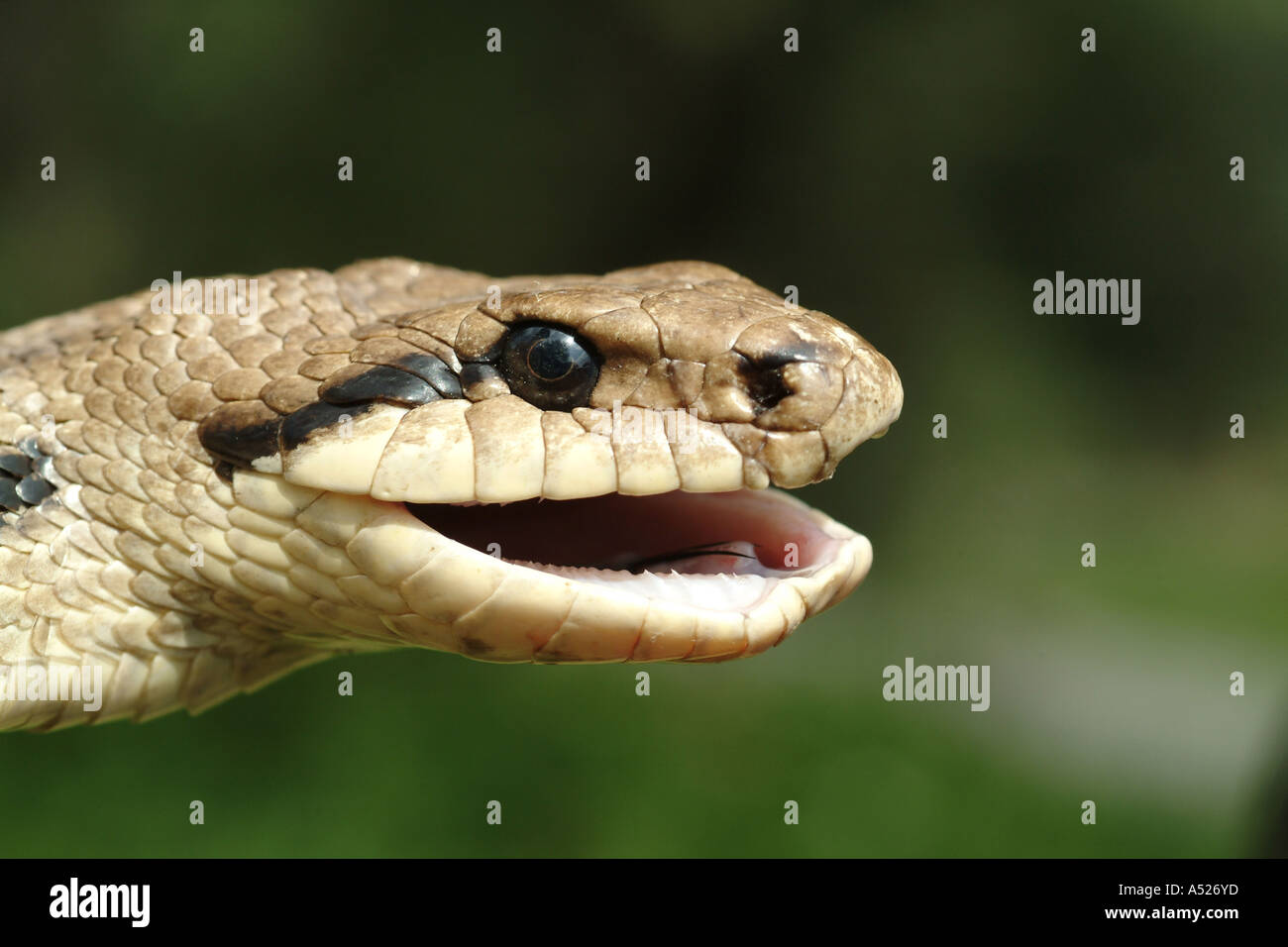 Elaphe Quatuorlineata High Resolution Stock Photography and Images - Alamy