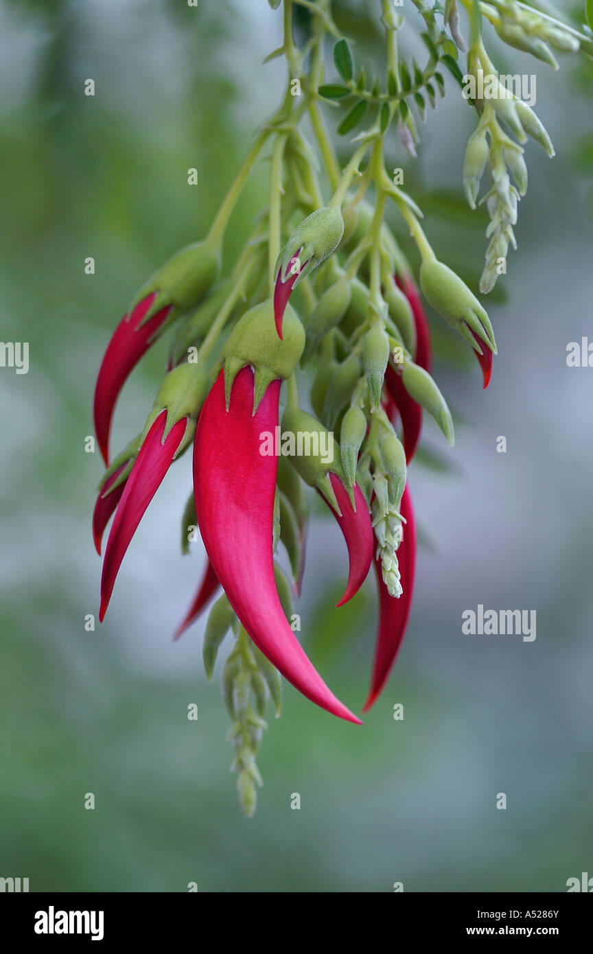 Clianthus Puniceus 'Cardinal' Stock Photo - Alamy
