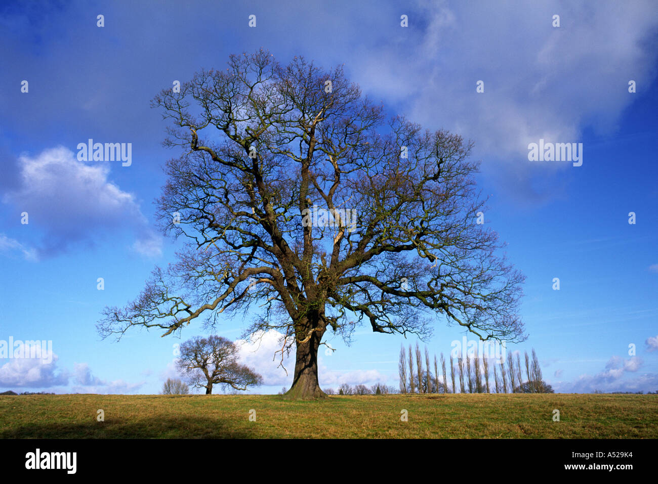 Leafless tree on the outskirts of Barnet north London England UK Stock ...