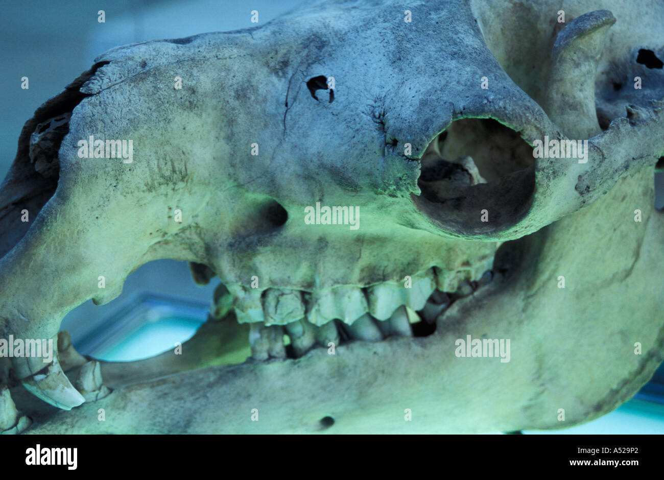 Natural history museum preservation conservation creepy hi-res stock ...