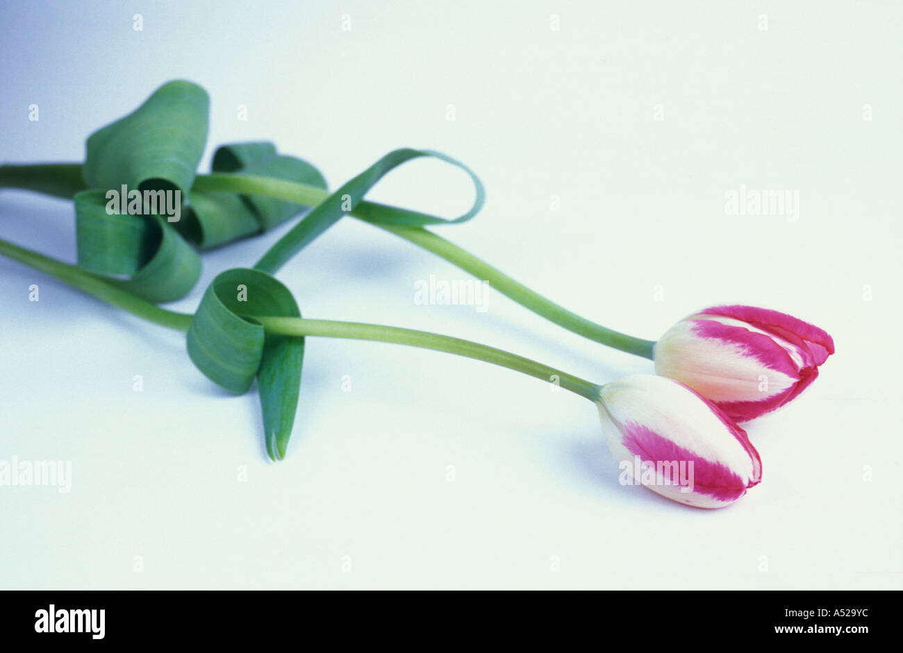 Two cut pink tulips hi-res stock photography and images - Alamy