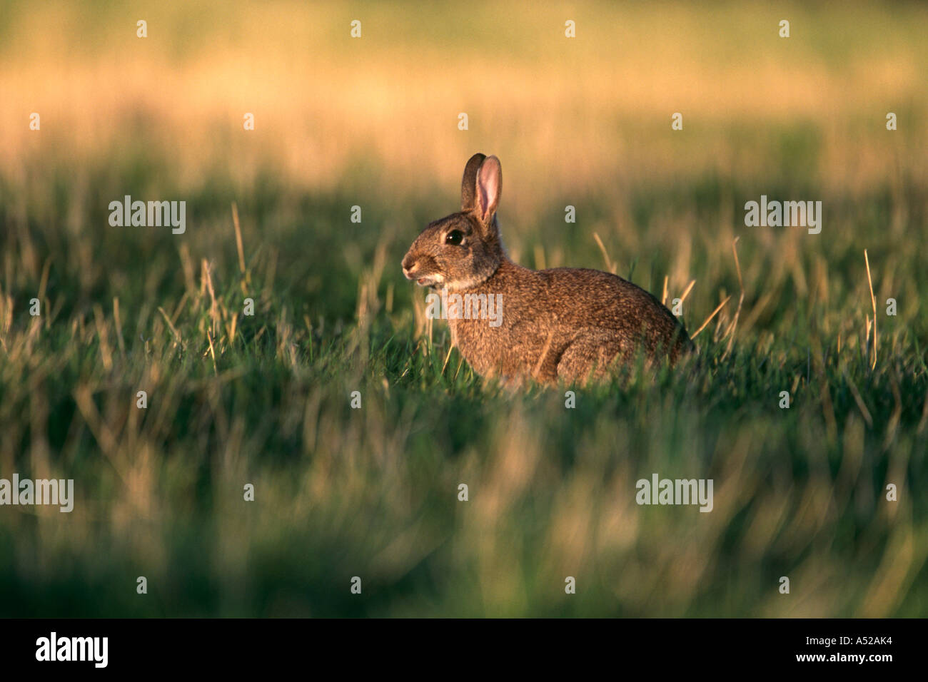 Wild rabbit Oryctolagus cuniculus in field Stock Photo - Alamy