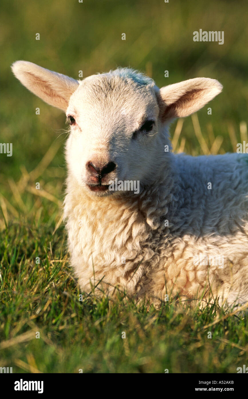 White faced lamb head and neck Stock Photo - Alamy