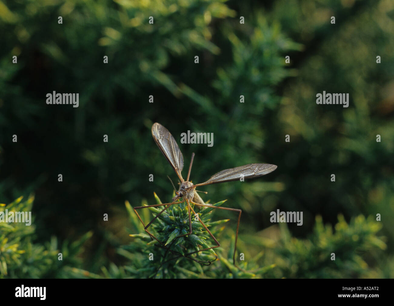 Crane-fly (Tipula paludosa) on bush in the Uk Stock Photo - Alamy