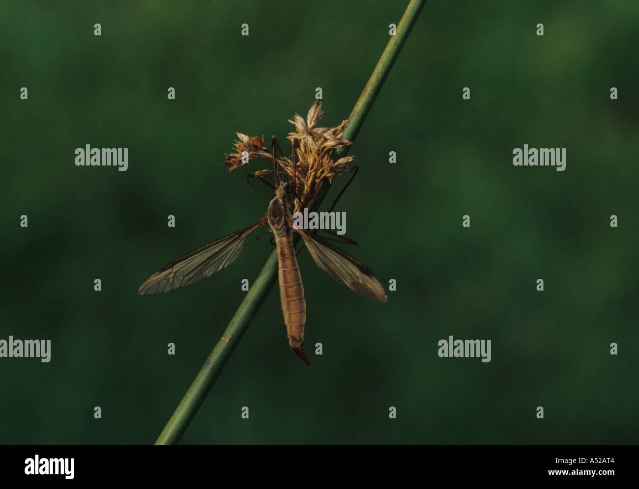 Cranefly Daddy Long Legs Tipula Paludosa High Resolution Stock ...