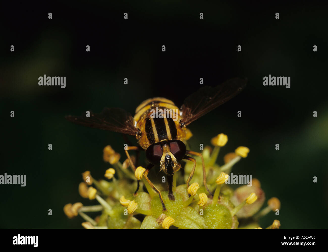 Sunfly sun fly hi-res stock photography and images - Alamy