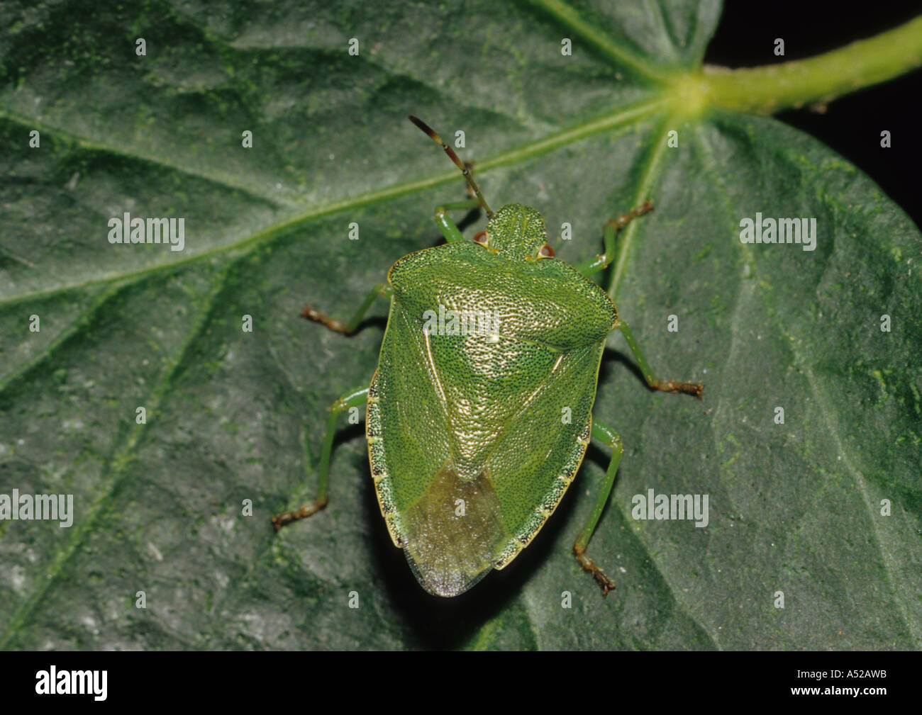 Common Green Shield Bug (Palomena prasina) in the Uk Stock Photo - Alamy