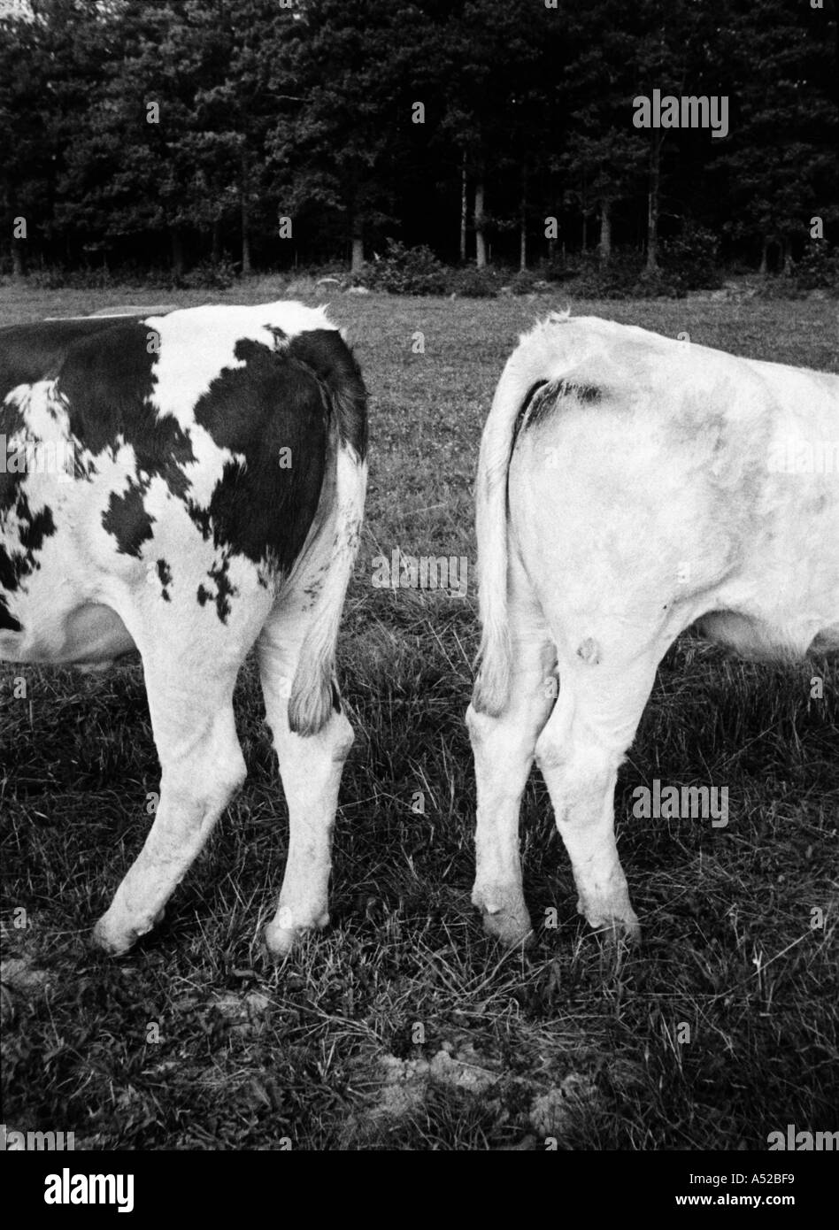 The rear part of two cows Stock Photo - Alamy