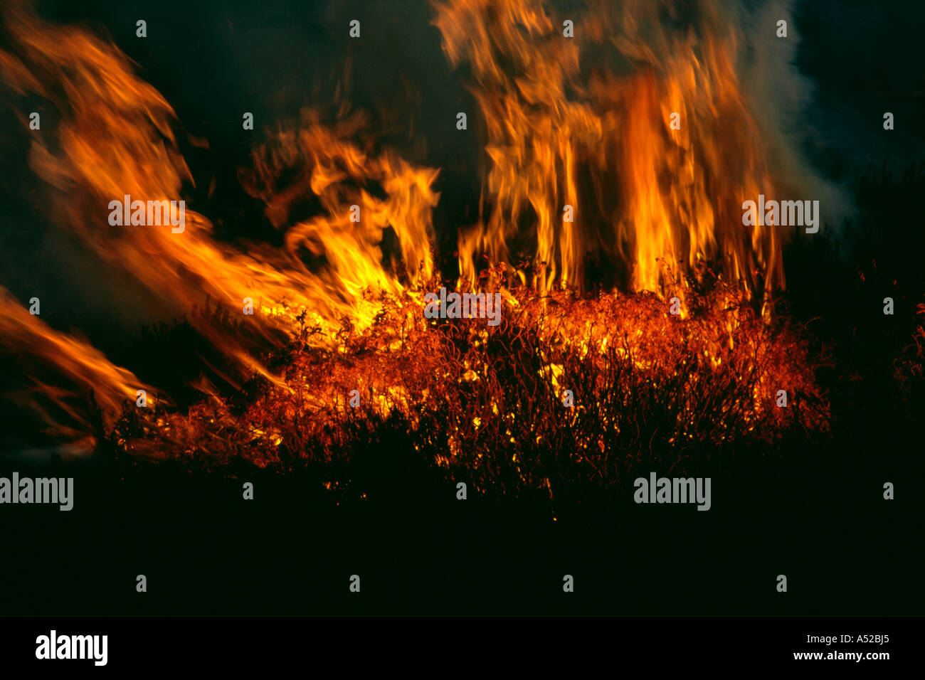 Rising from the flames hi-res stock photography and images - Alamy