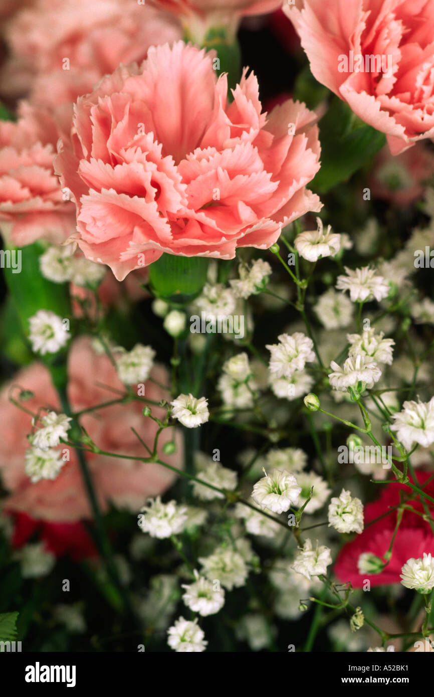 Pink carnations as part of a floral display Stock Photo - Alamy