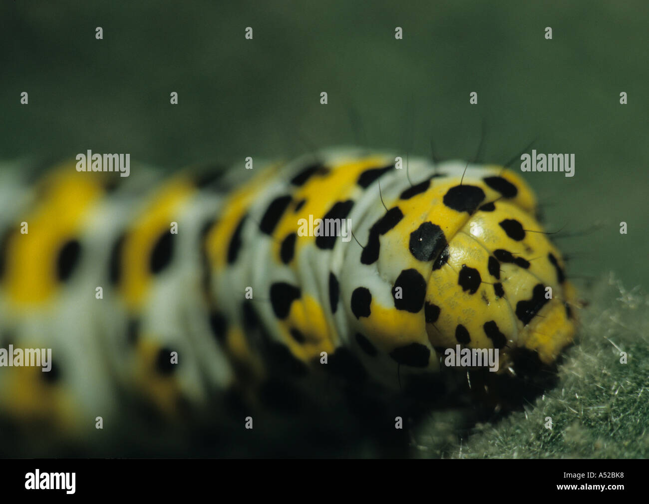 Mullein Moth Caterpillar on Mullein Plant (Cucullia verbasci) in the Uk ...