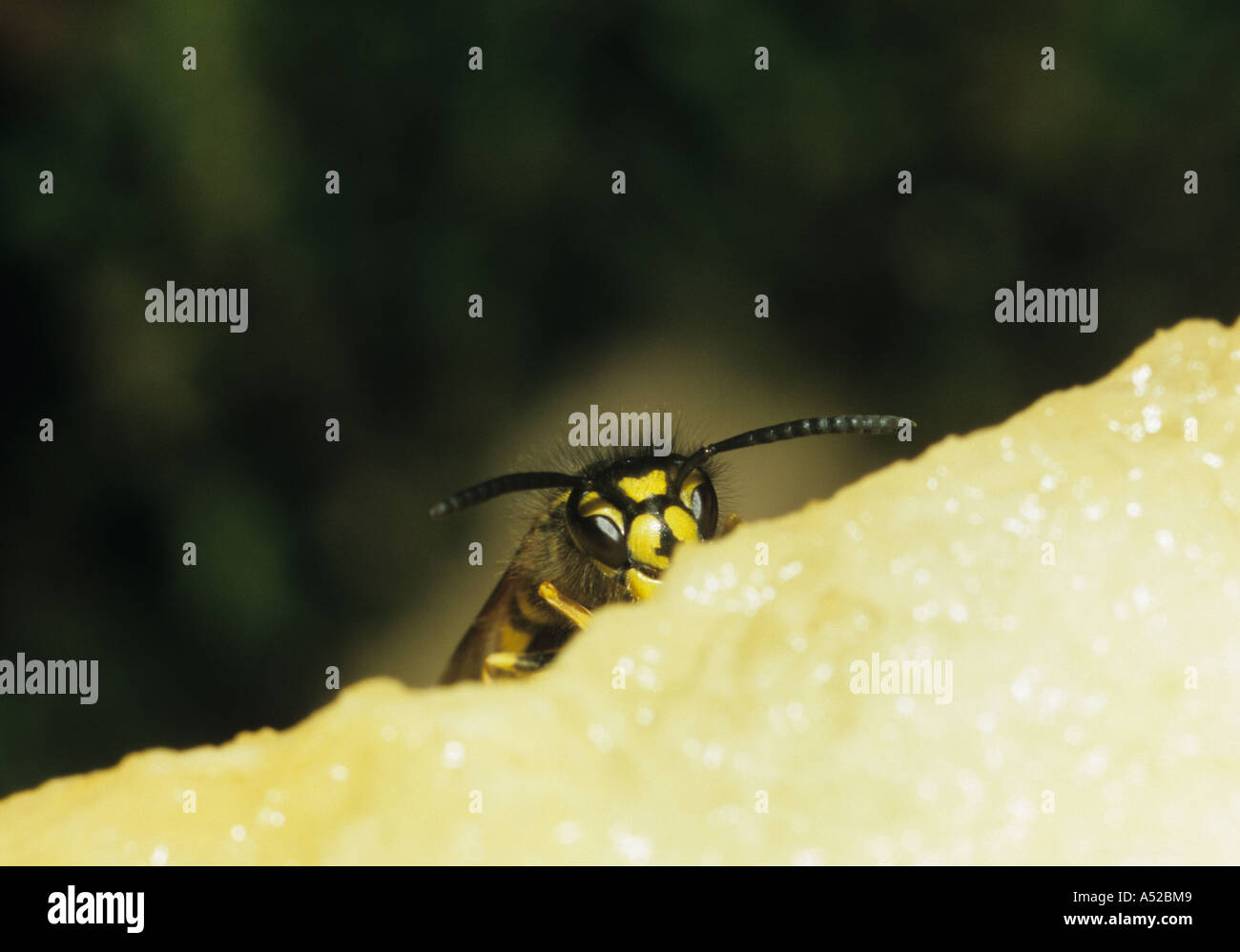 English common wasp hi-res stock photography and images - Alamy