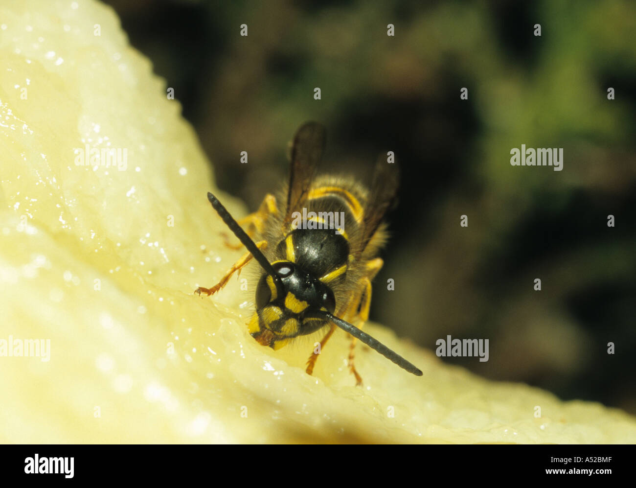 Common Wasp (Vespula vulgaris) in the Uk Stock Photo - Alamy