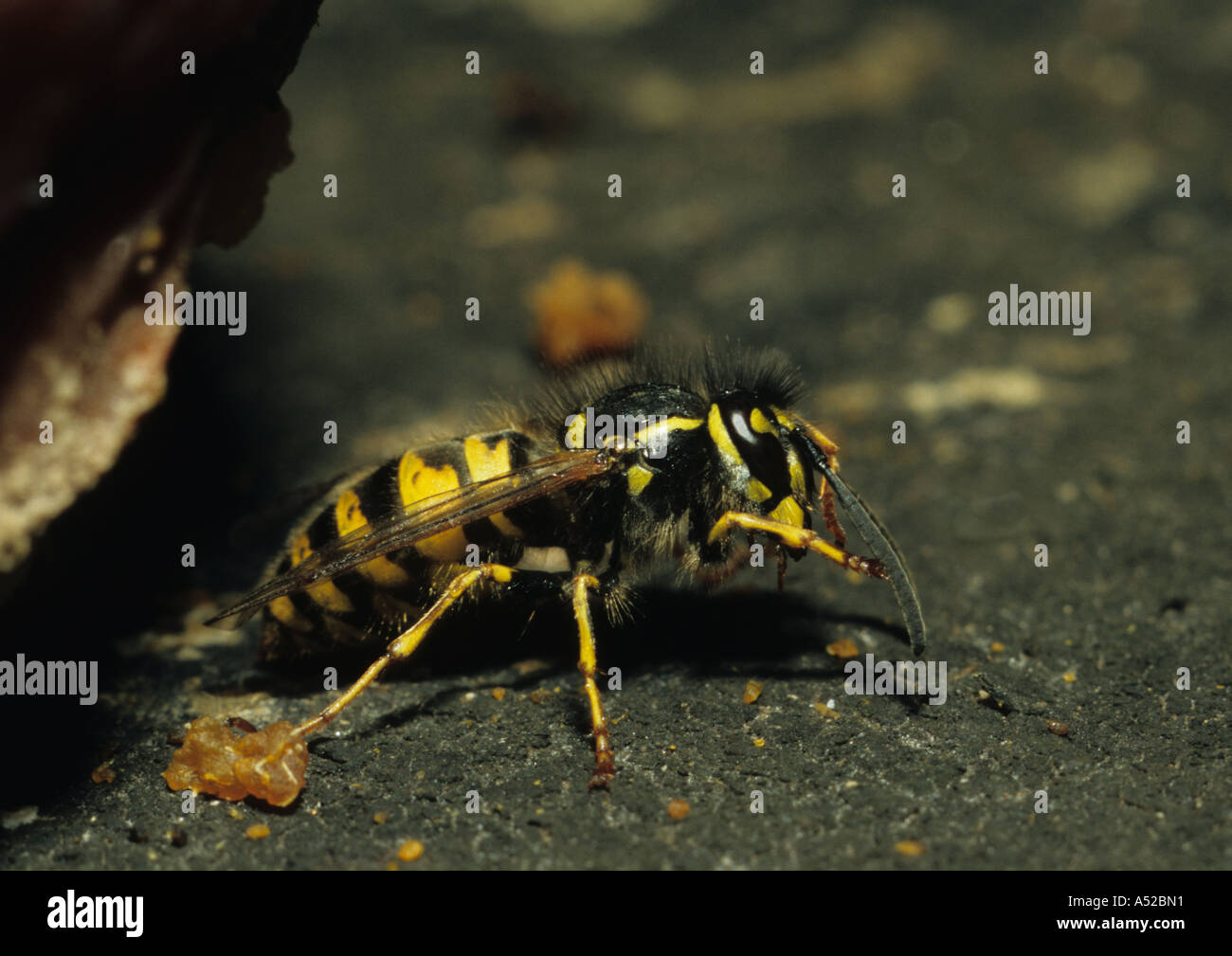 English common wasp hi-res stock photography and images - Alamy