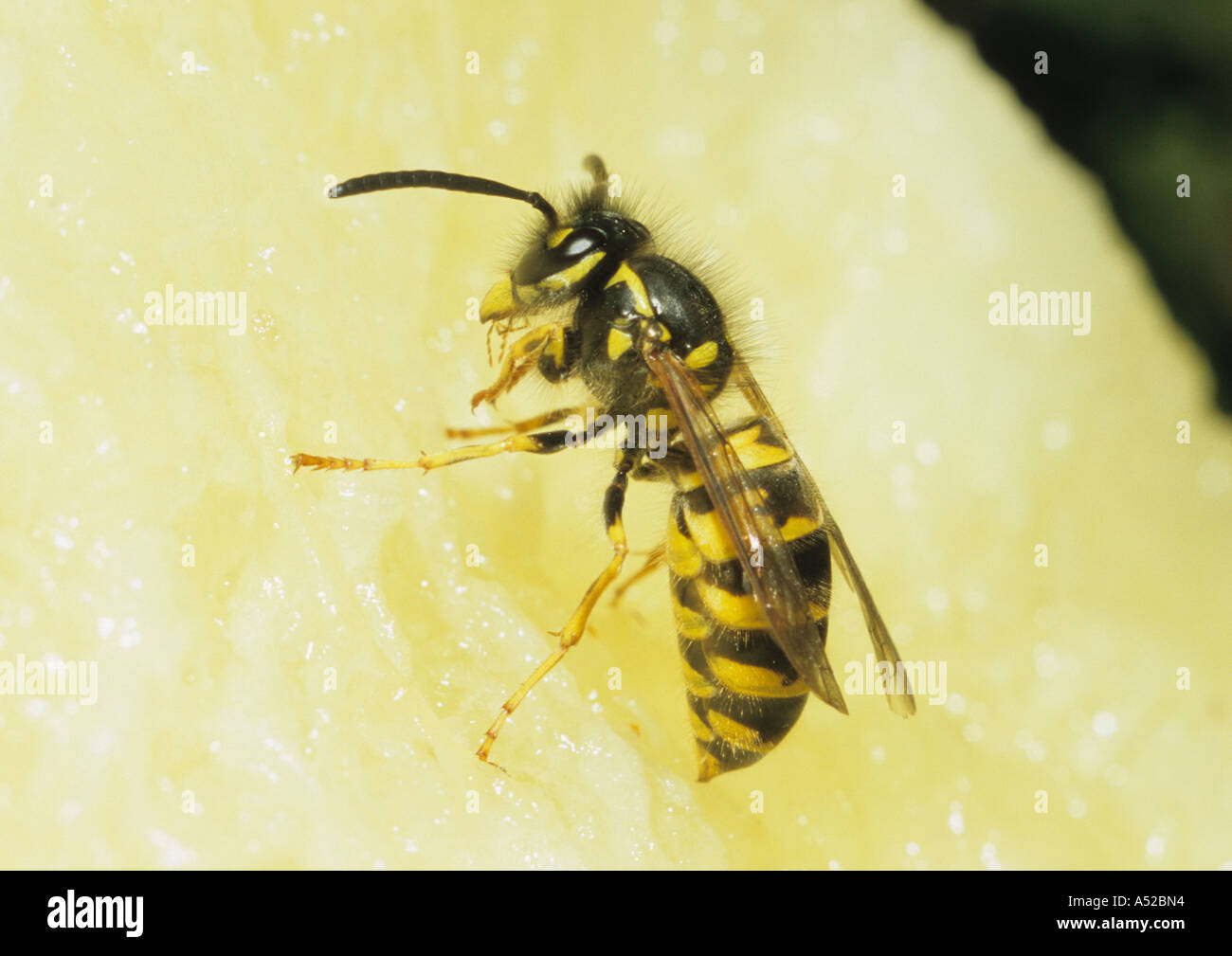 Common Wasp (Vespula vulgaris) in the Uk Stock Photo - Alamy