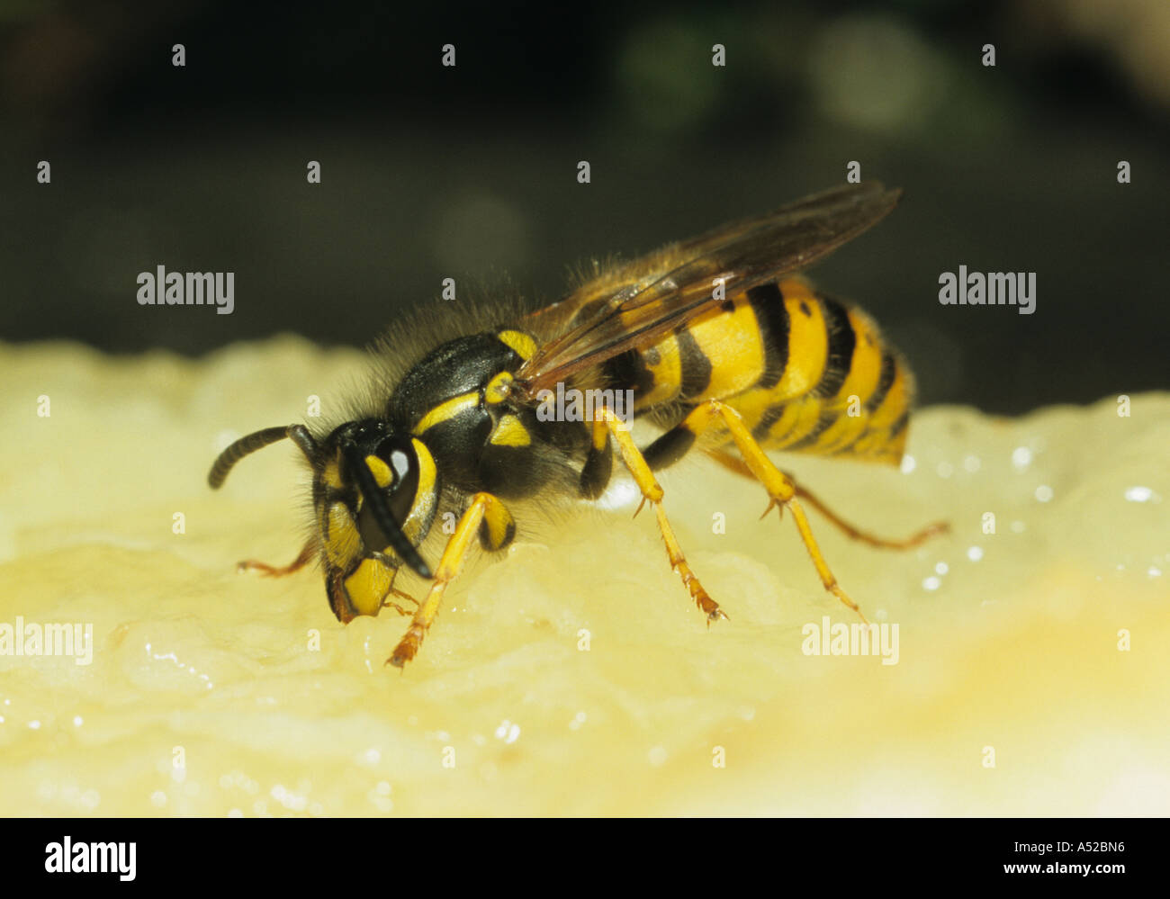 Common Wasp (Vespula vulgaris) in the Uk Stock Photo - Alamy