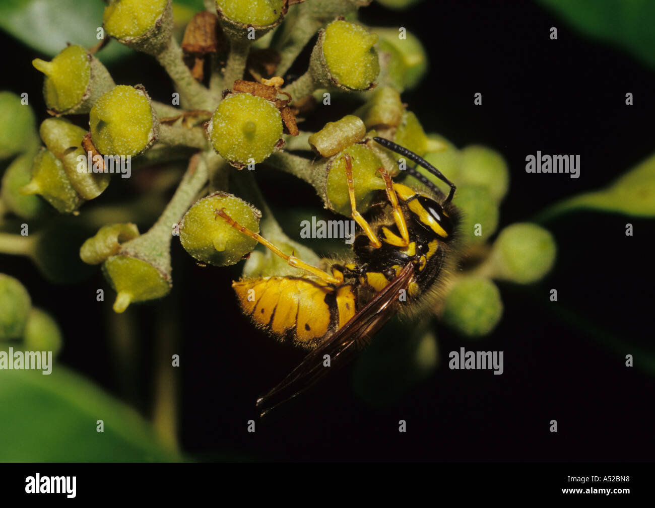 Common Wasp (Vespula vulgaris) in the Uk Stock Photo - Alamy