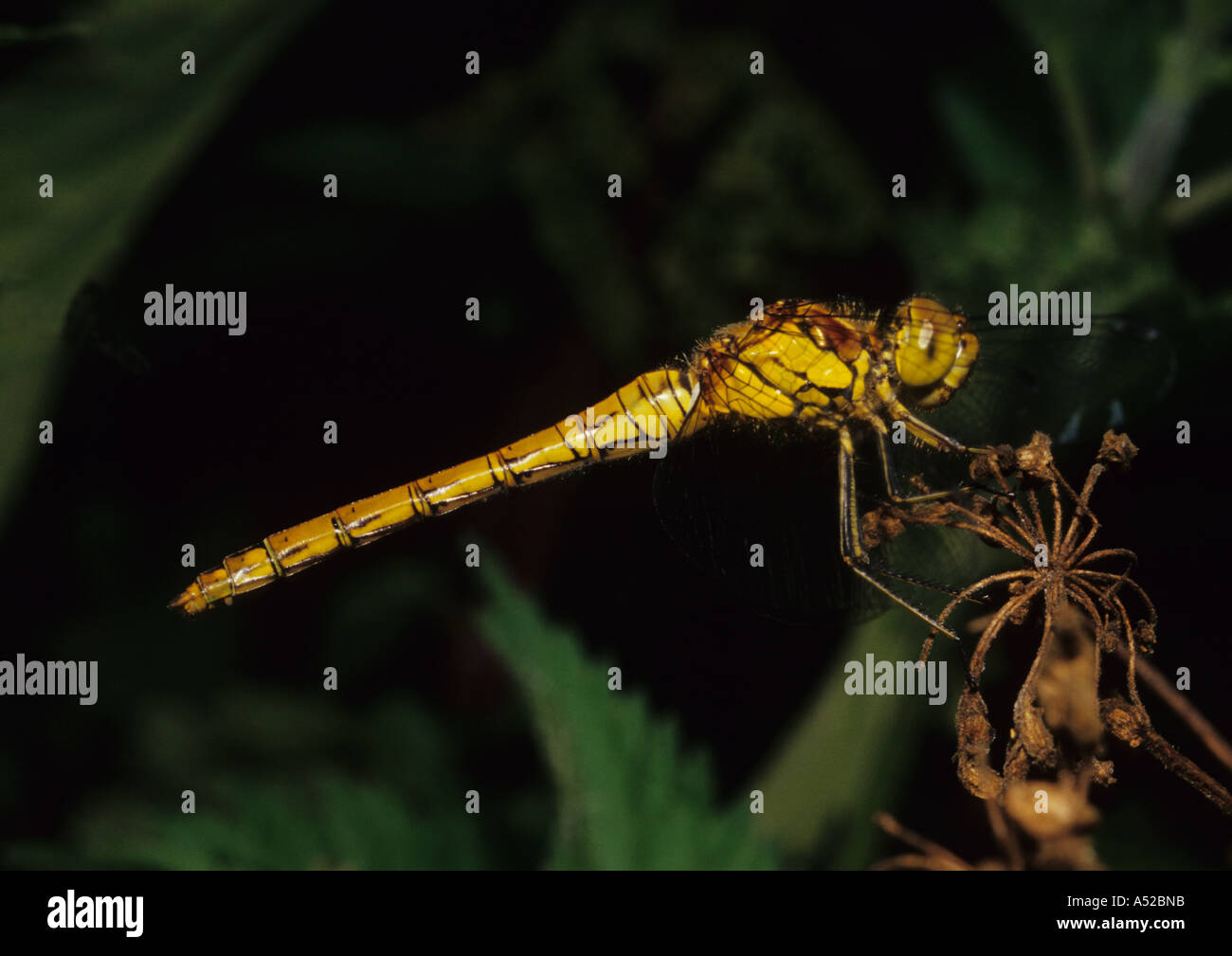 Dragonfly in the Uk Stock Photo - Alamy