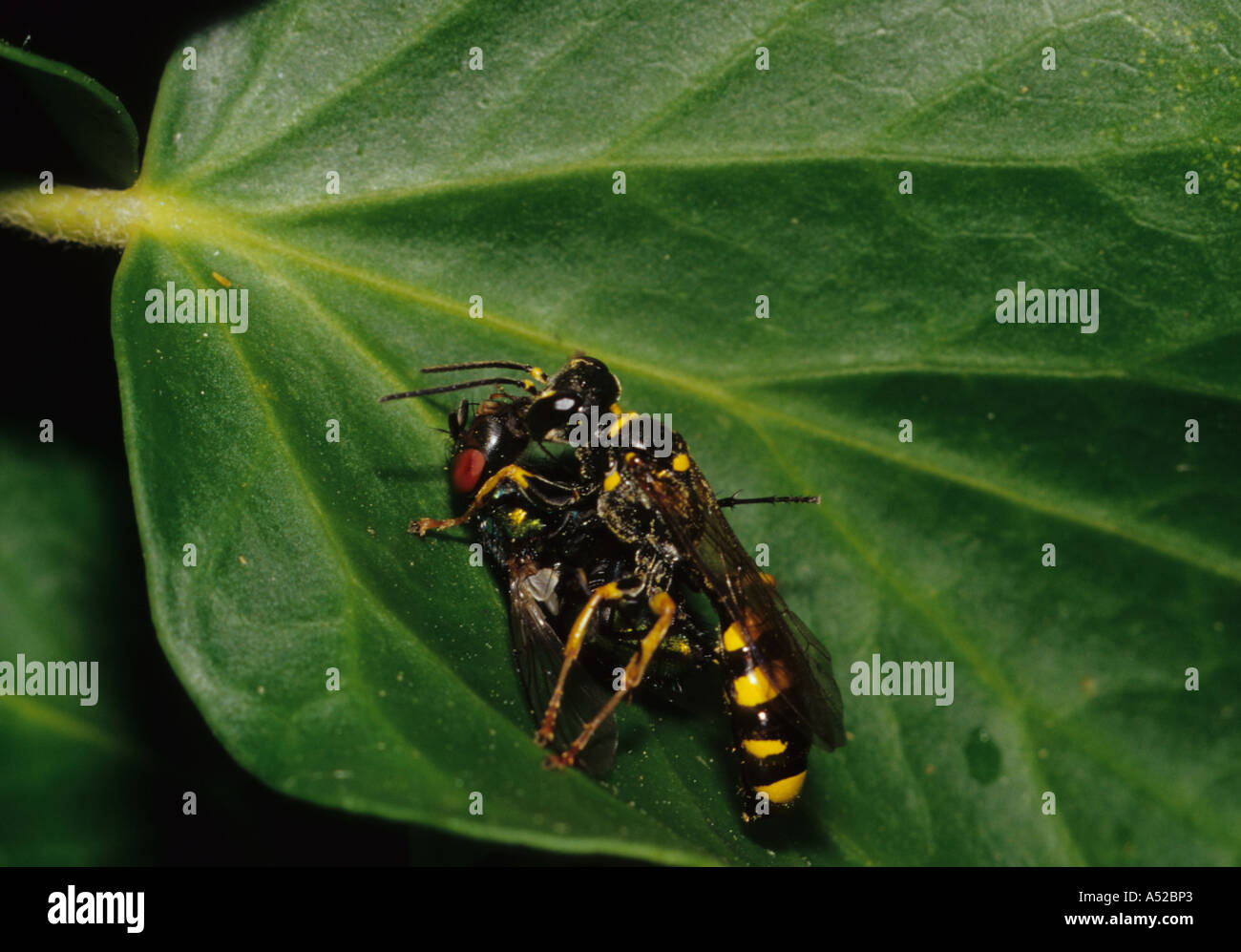 Digger Wasp with Prey (Ectemnius cavifrons) in the Uk Stock Photo - Alamy