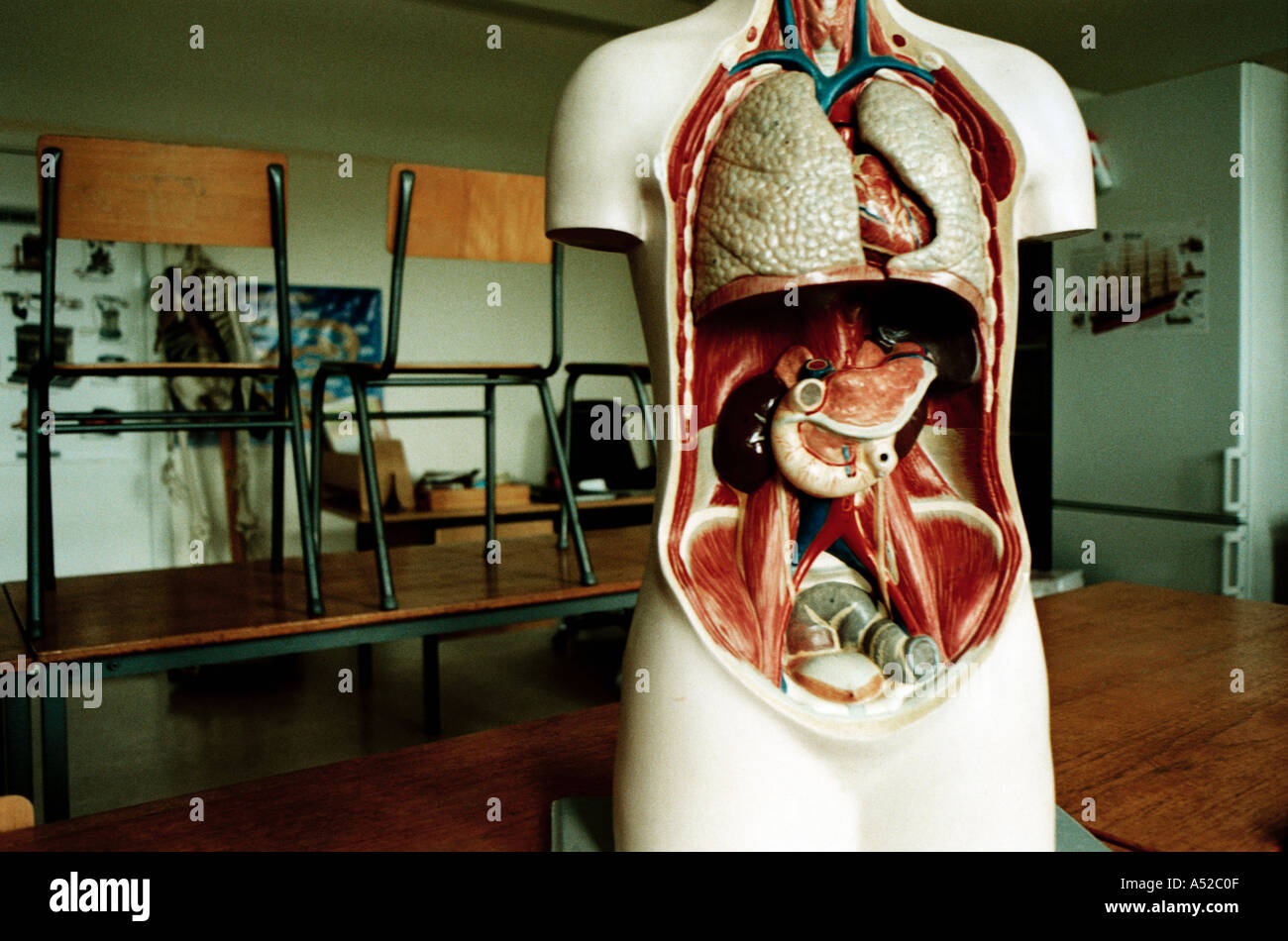 Inside the human body Stock Photo - Alamy