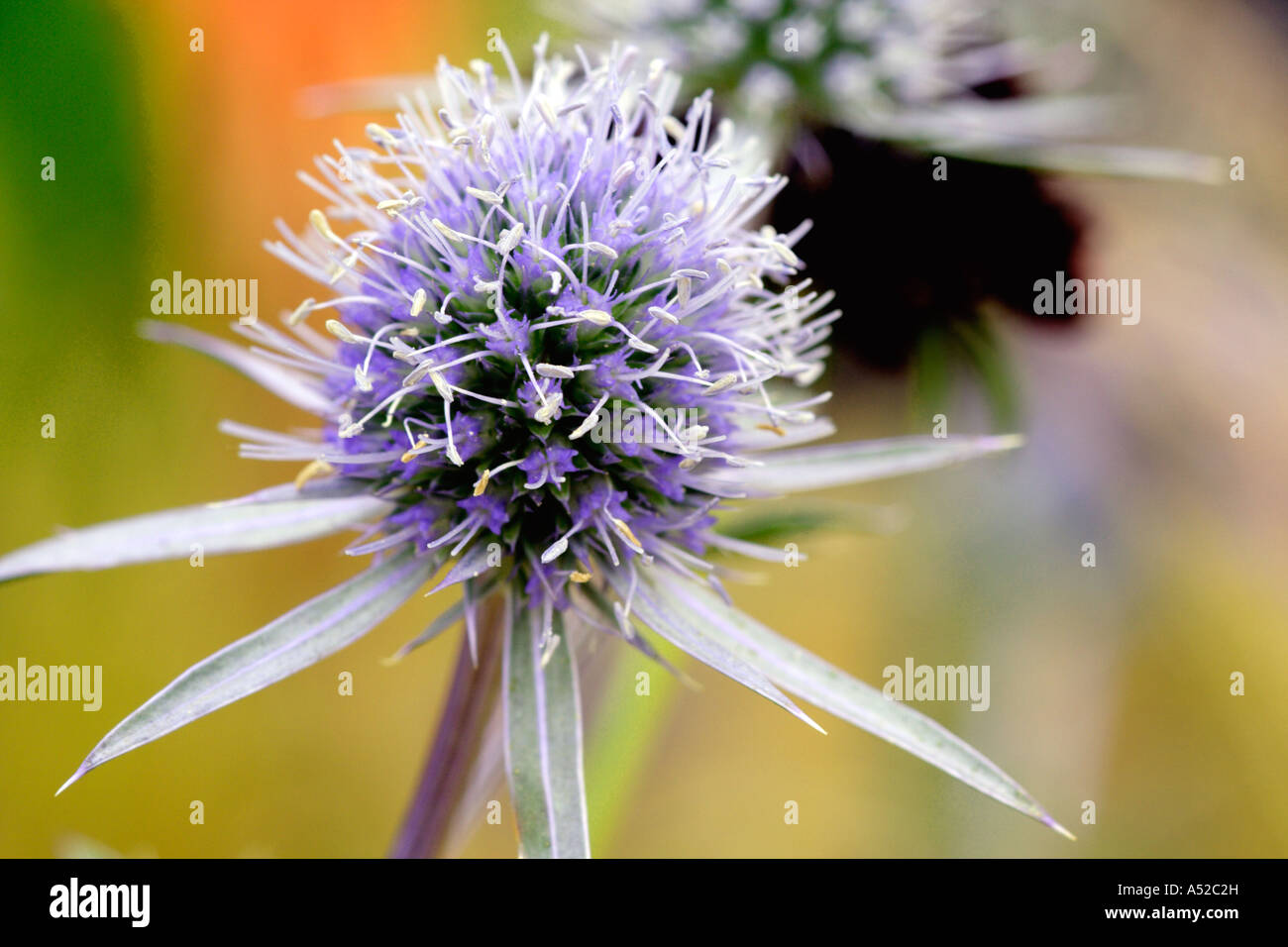 Holly pics hi-res stock photography and images - Alamy