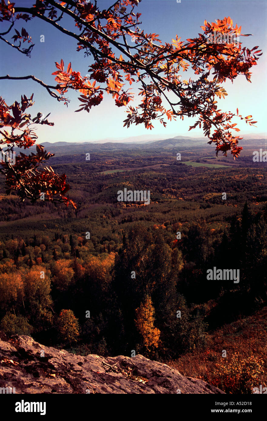 Mountain Ash Commonly Known as the Rowan Tree Stock Photo - Alamy