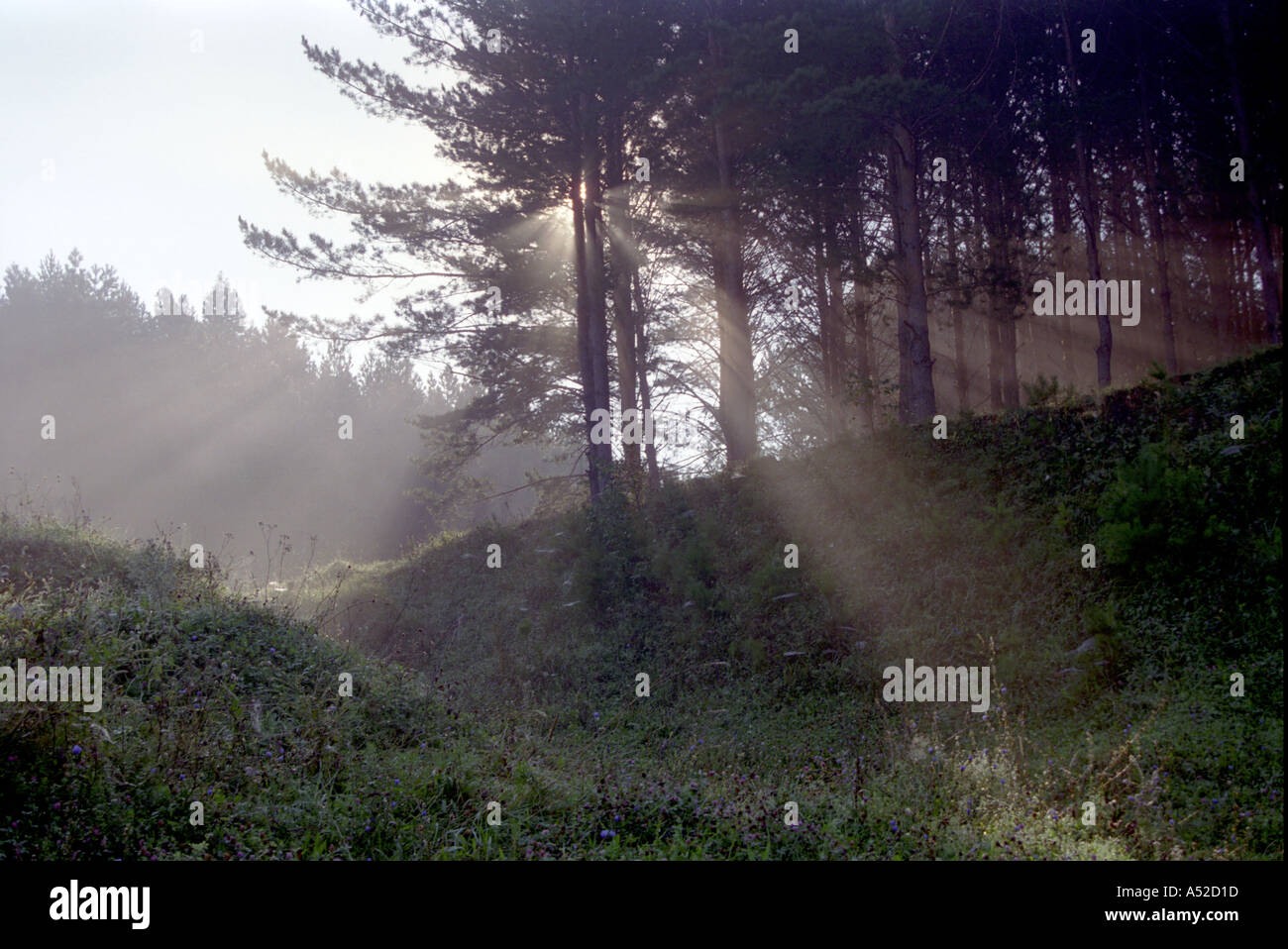 Beams light falling through forest hi-res stock photography and images ...