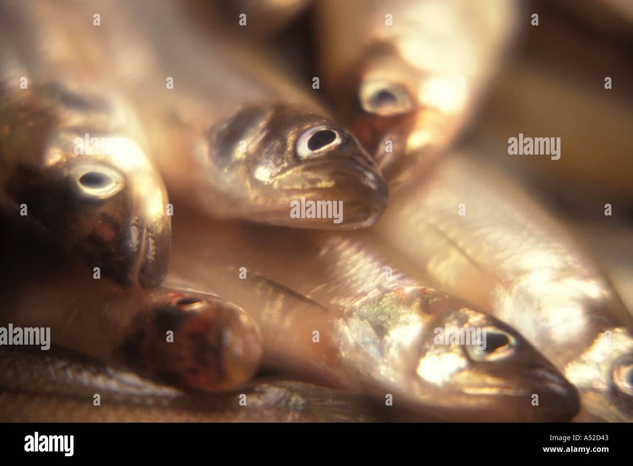 Silver smelt hi-res stock photography and images - Alamy
