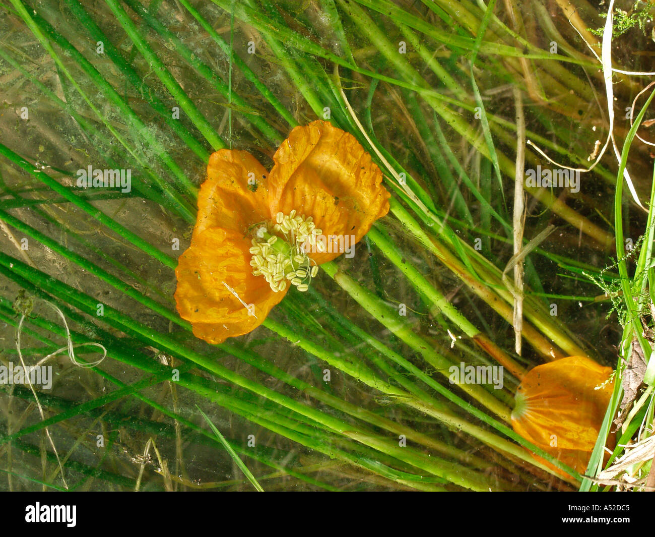 Decaying Poppys behind Glass Stock Photo - Alamy