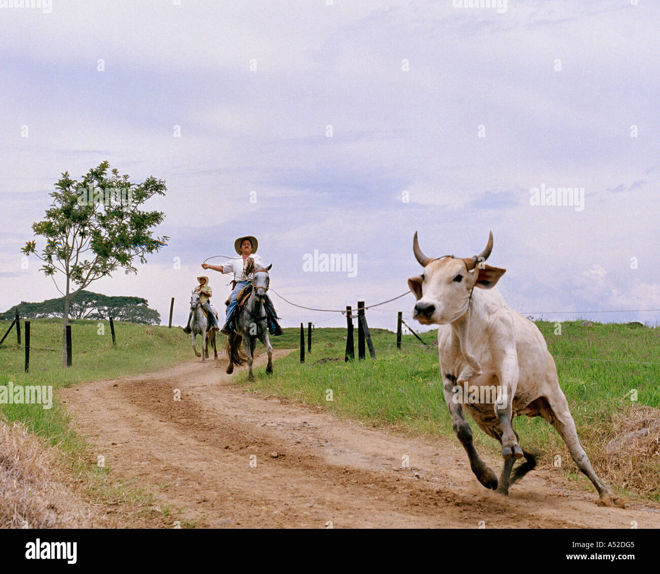 Cowboy Lasso Stock Photos & Cowboy Lasso Stock Images - Alamy