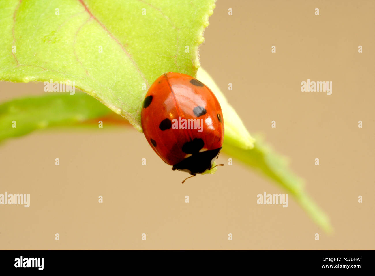Ladybird in closeup Stock Photo - Alamy