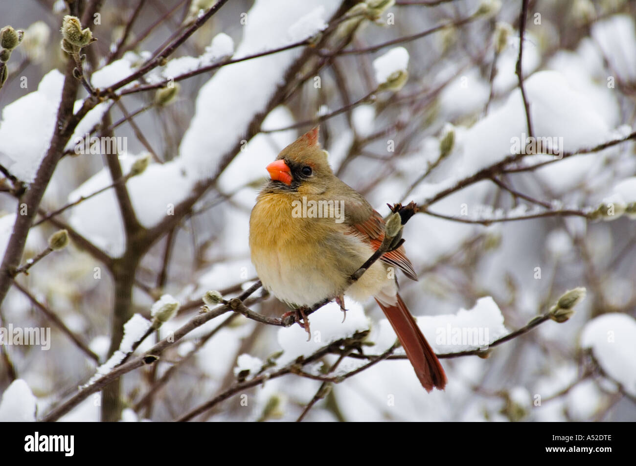 Female cardinal hi-res stock photography and images - Alamy
