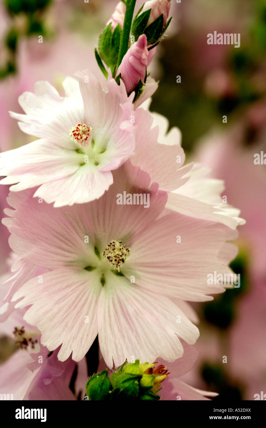 Sidalcea " Elsie Heugh Stock Photo - Alamy
