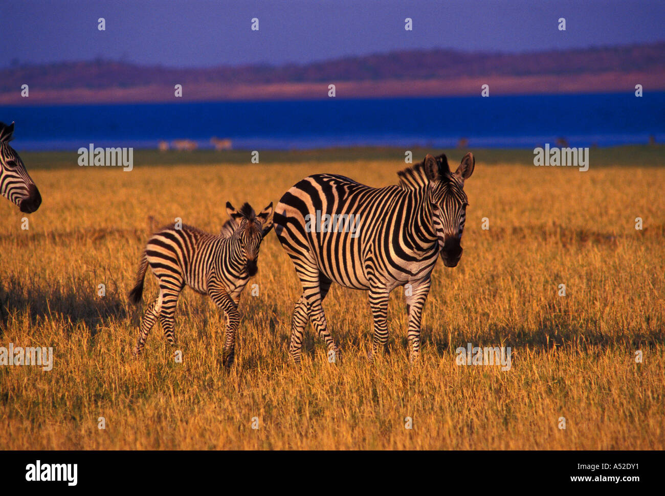 Burchell’s zebra, Bumi Hills Area, Kariba Lake, Mashonaland West ...