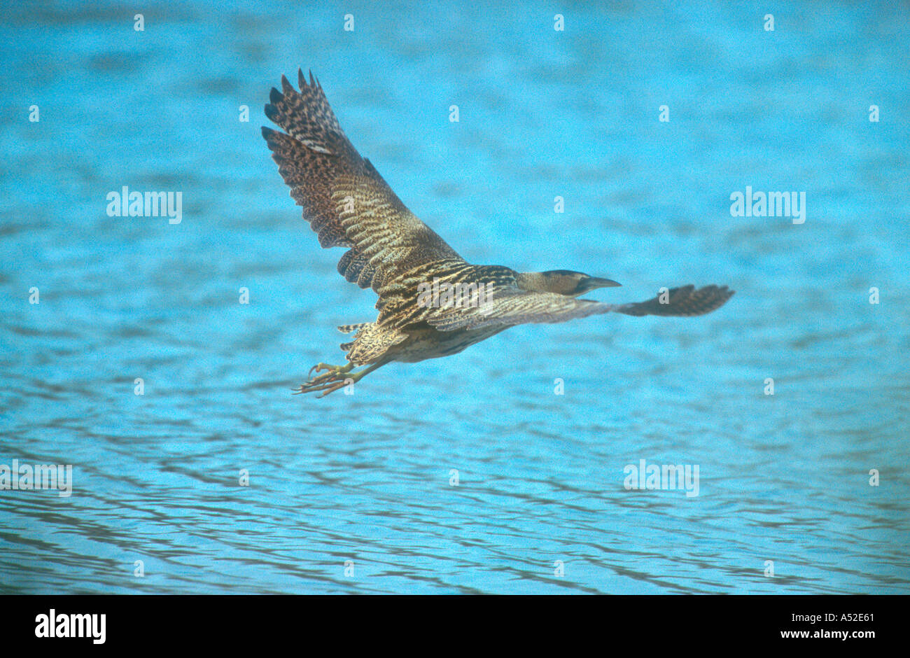 Flying great bittern botaurus hi-res stock photography and images - Alamy