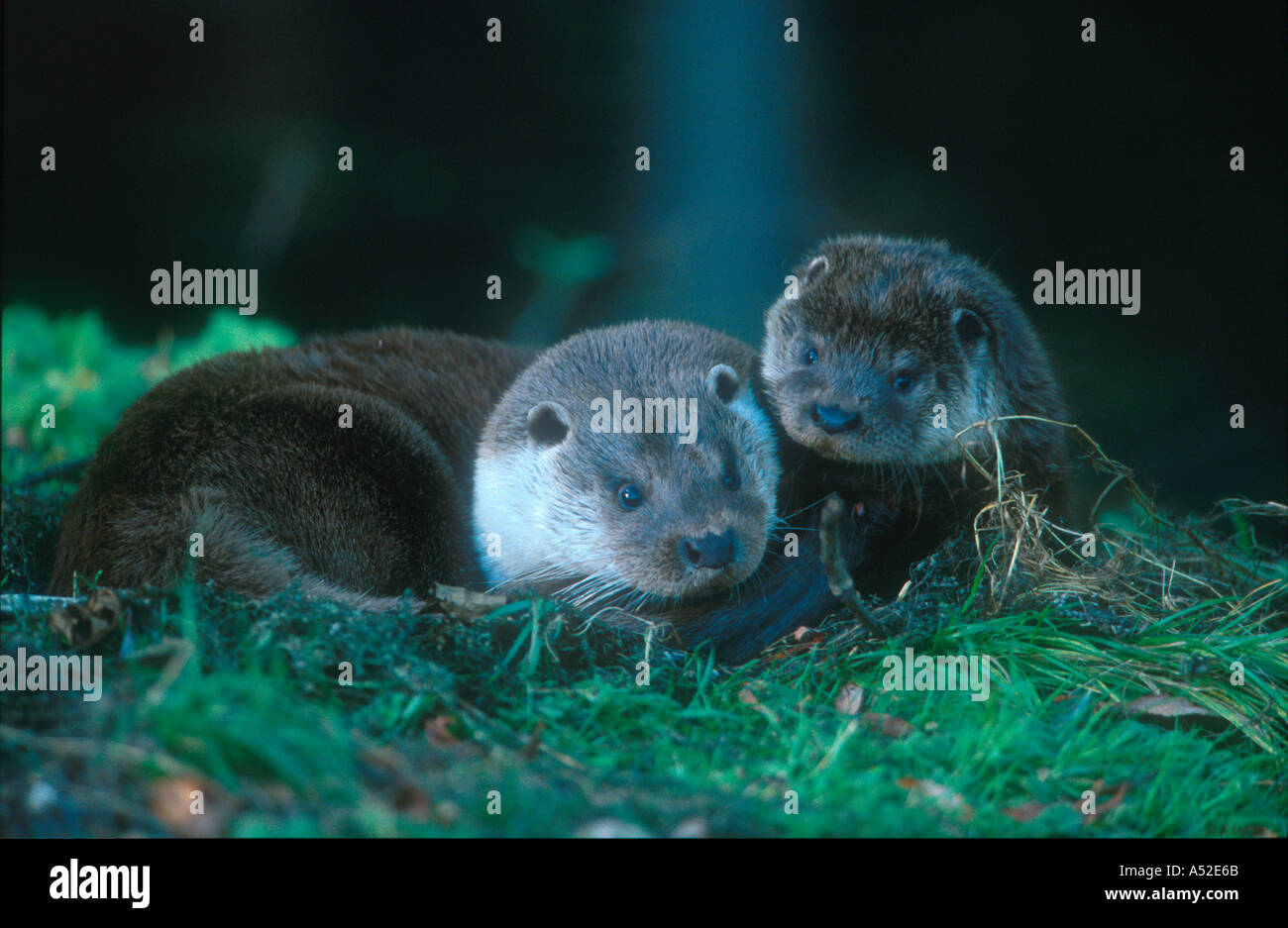 Baby Otter Uk High Resolution Stock Photography and Images - Alamy