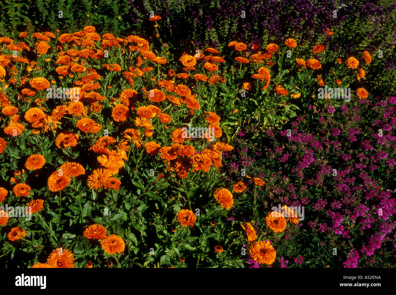 Profuse flowers hi-res stock photography and images - Alamy